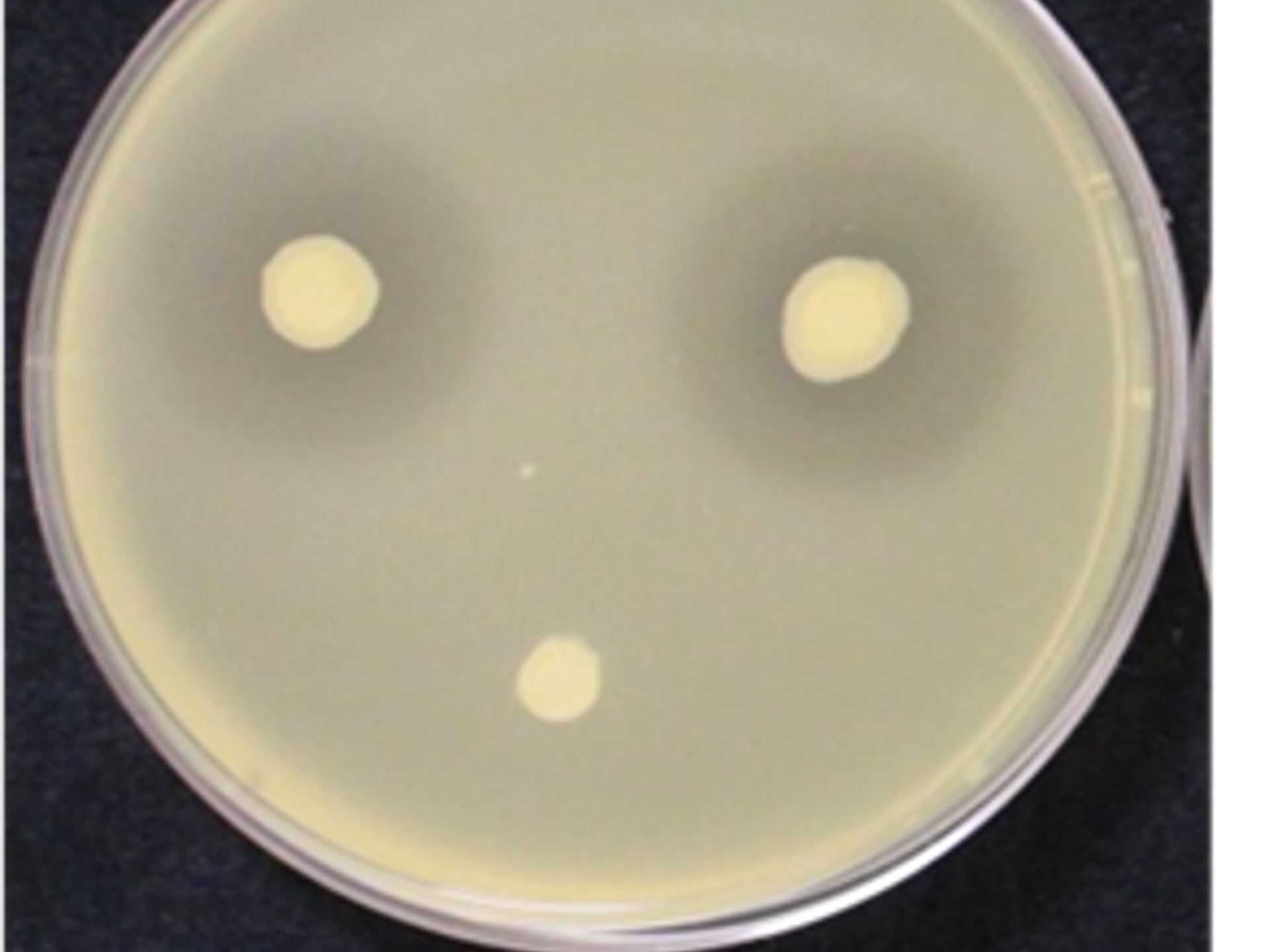 Our Research | Rojas Lab | Nebraska